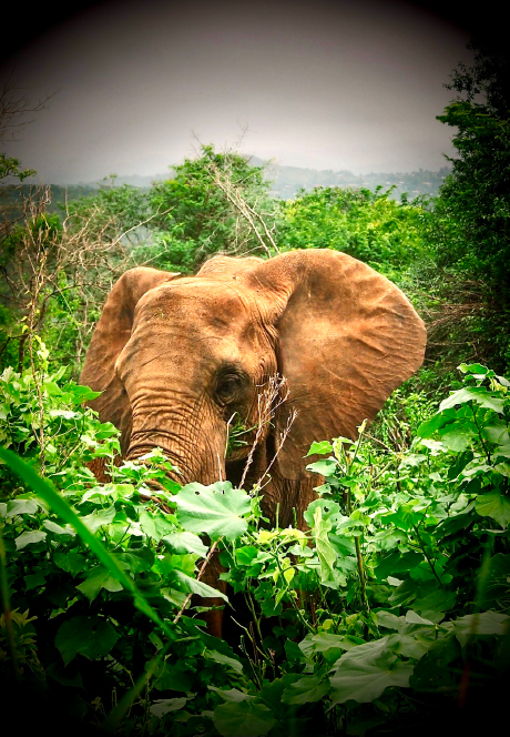 Research – McArthur Behavioural Ecology Lab